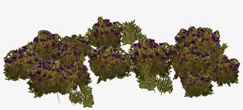 Blueberry Bush - Blueberry Bush Png PNG Image | Transparent PNG Free ...