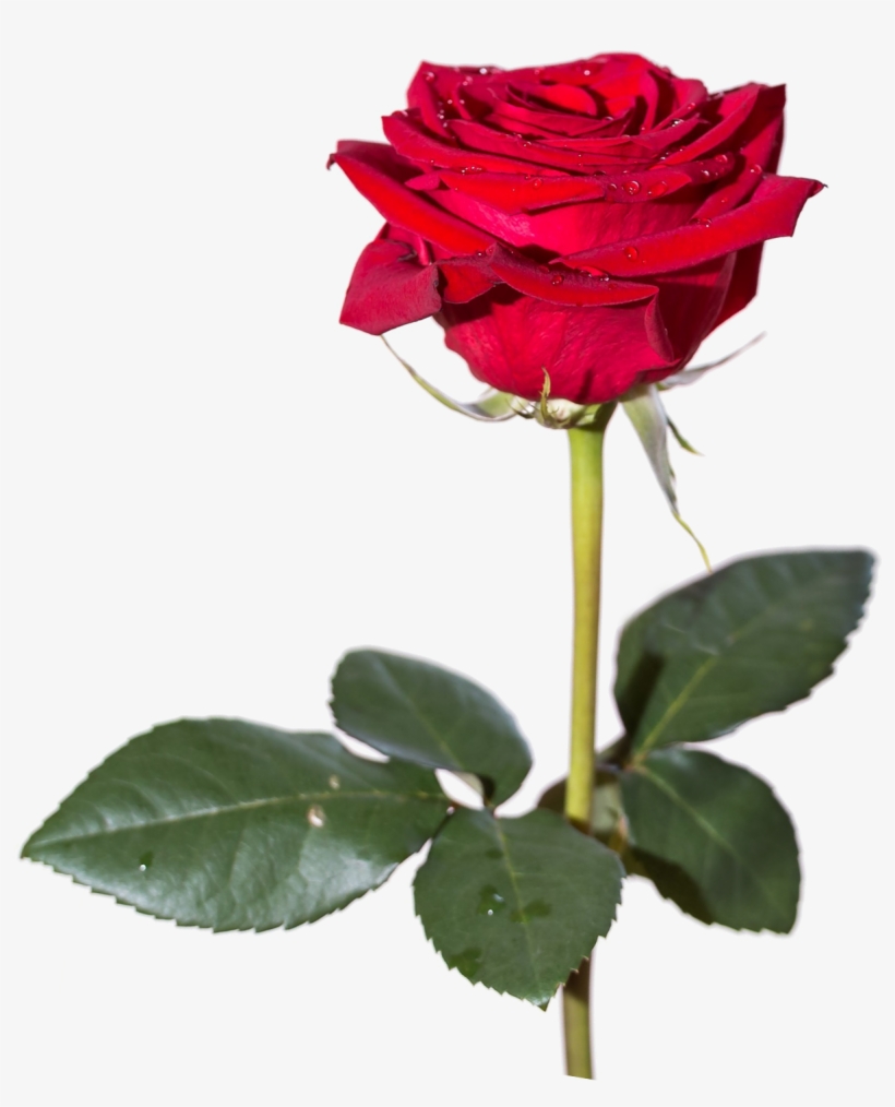 Download Amazing High-quality Latest Png Images Transparent - Sr ...