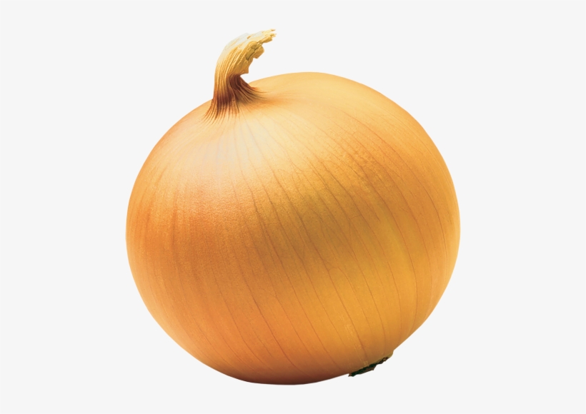 Onion Transparent PNG Image | Transparent PNG Free Download on SeekPNG