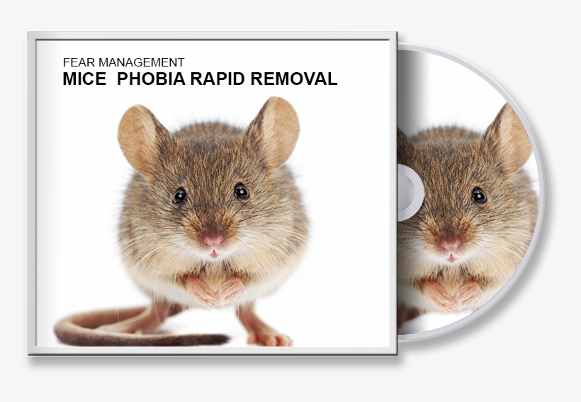Mice Phobia Rapid Removal - Mice And Rats PNG Image | Transparent PNG ...