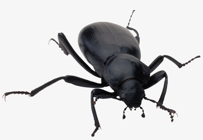 Bug Png Image - Bug Png PNG Image | Transparent PNG Free Download on ...
