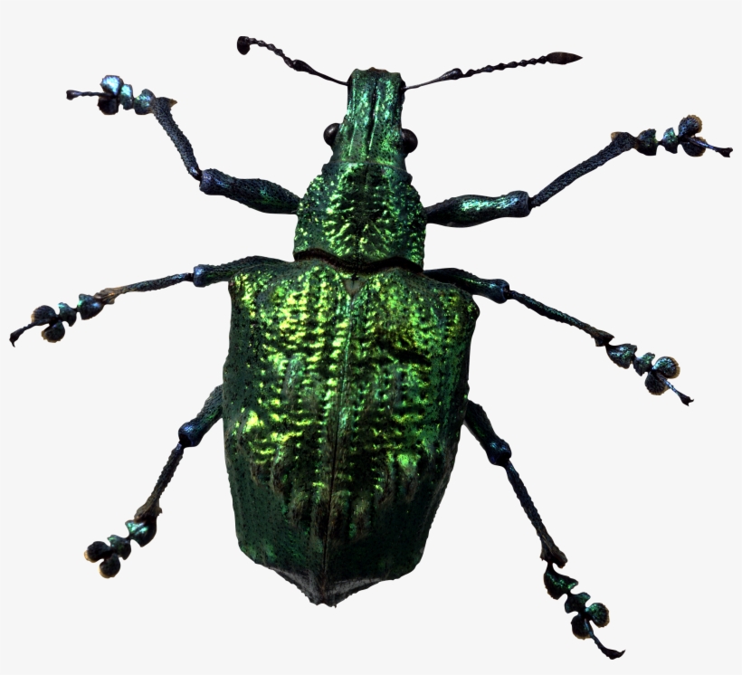 Insect Bug Png Image - Png Bugs PNG Image | Transparent PNG Free ...