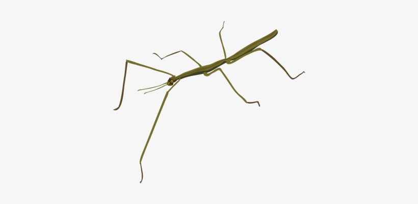 Download 201412 Stick Insect - Portable Network Graphics | Transparent ...
