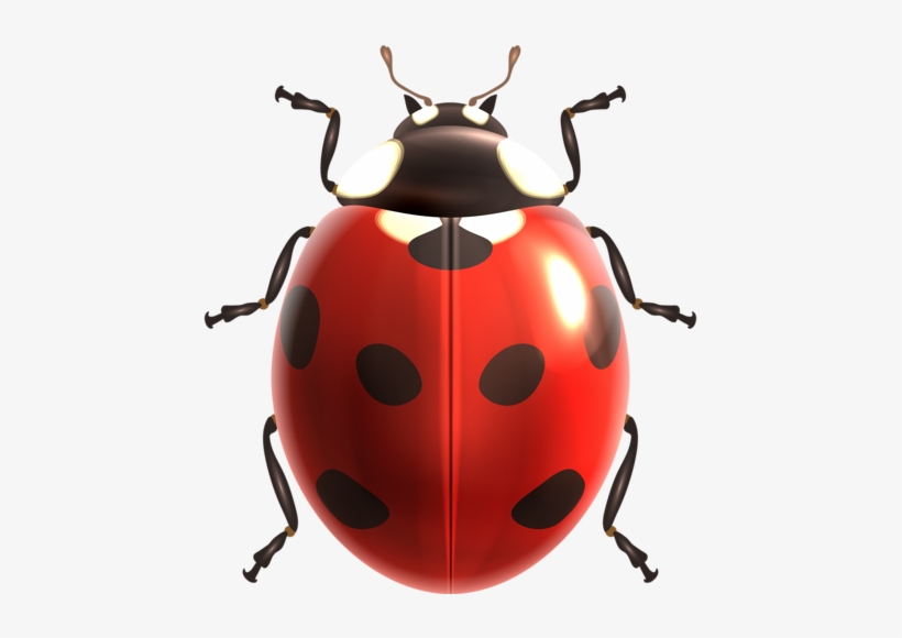 Ladybug PNG Images | PNG Cliparts Free Download on SeekPNG