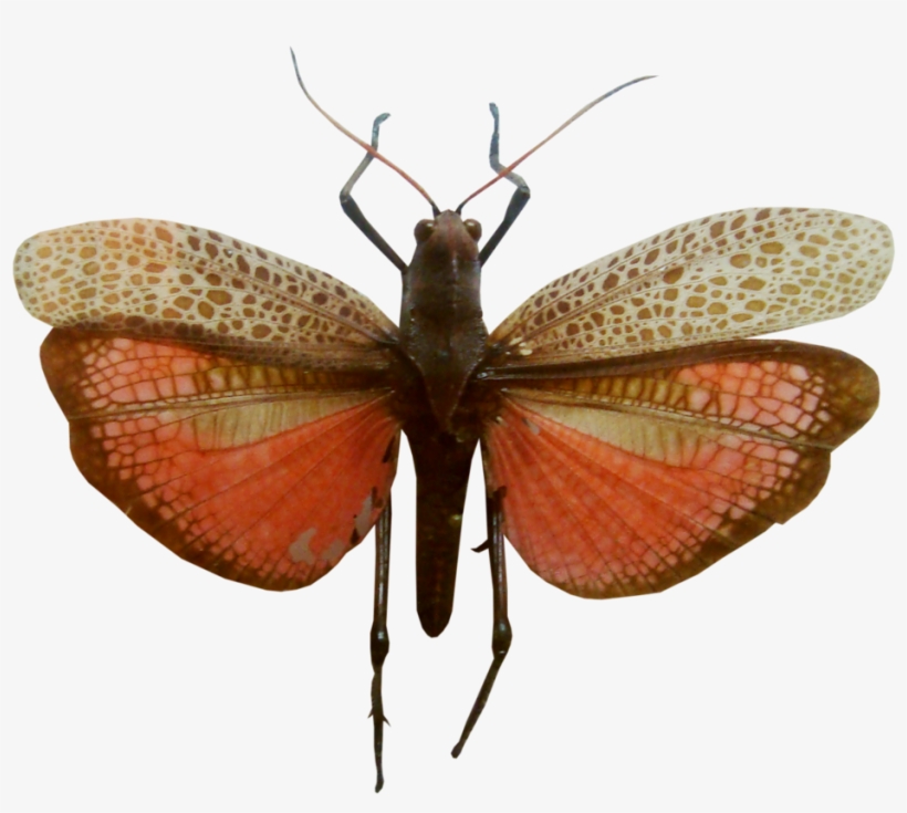 Яндекс - Фотки - Riodinidae PNG Image | Transparent PNG Free Download ...