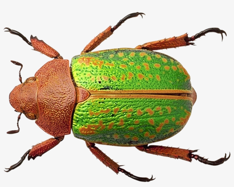Download Bug Png | Transparent PNG Download | SeekPNG
