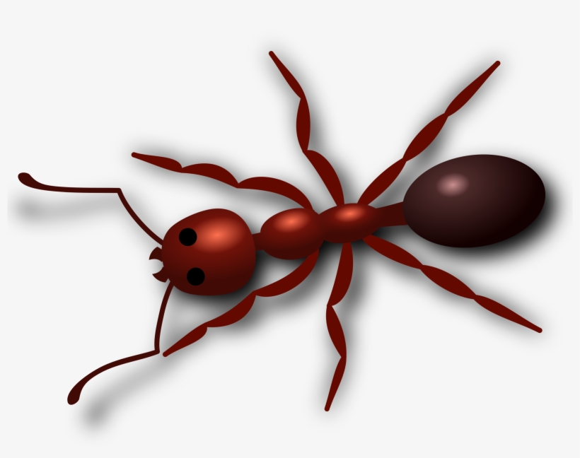 Ant - Red Ant Clip Art PNG Image | Transparent PNG Free Download on SeekPNG