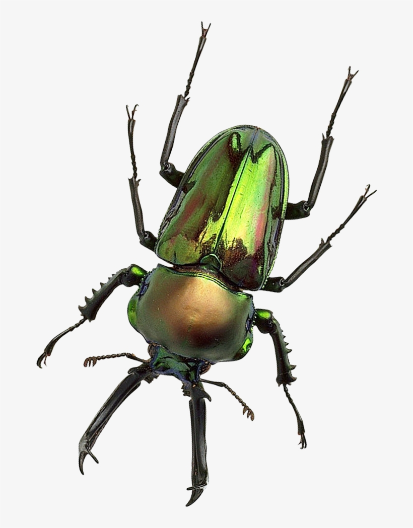 Bug Png PNG Image | Transparent PNG Free Download on SeekPNG