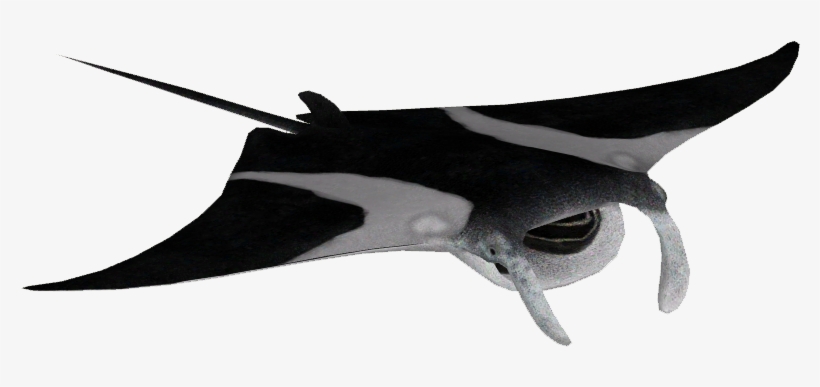 Reef Manta Ray PNG Image | Transparent PNG Free Download on SeekPNG
