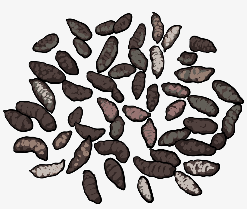 Download Roof Rats Droppings - Gopher Droppings | Transparent PNG ...