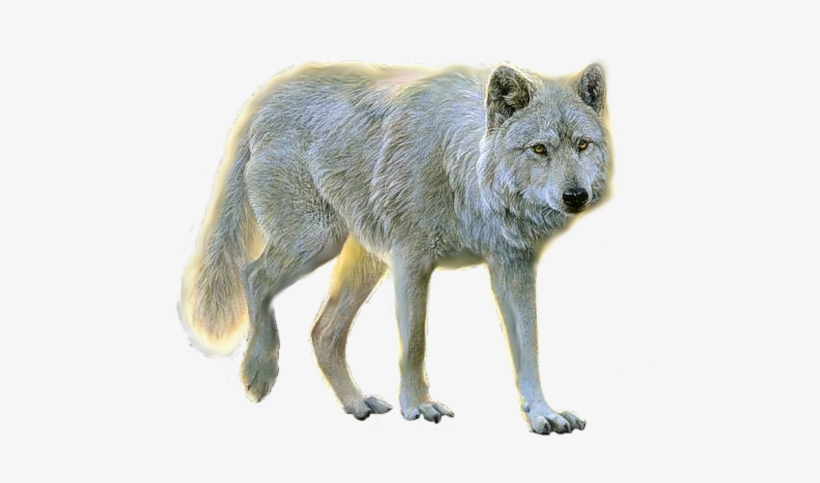 Download Wolf Png Image, Picture, Download - Wolf Transparent ...