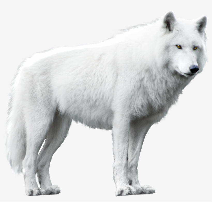 Go To Image - White Wolf Png PNG Image | Transparent PNG Free Download ...