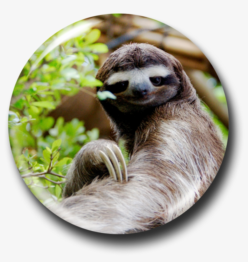 Sloth Animal - Baby Sloth Background PNG Image | Transparent PNG Free ...