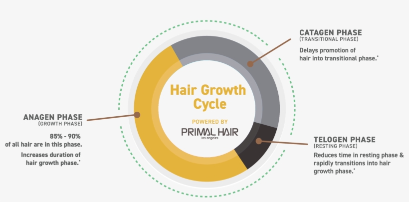 Primal Hair - Circle PNG Image | Transparent PNG Free Download on SeekPNG