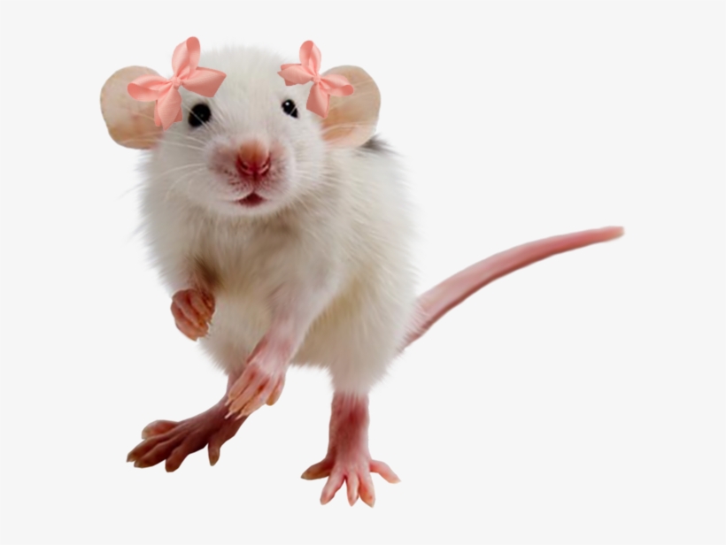 Fairylilies Rats Png Transparent Bow Mine - Muroids PNG Image ...