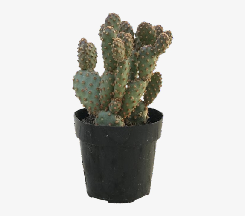 Mini Cinnamon Cactus - Hedgehog Cactus PNG Image | Transparent PNG Free ...