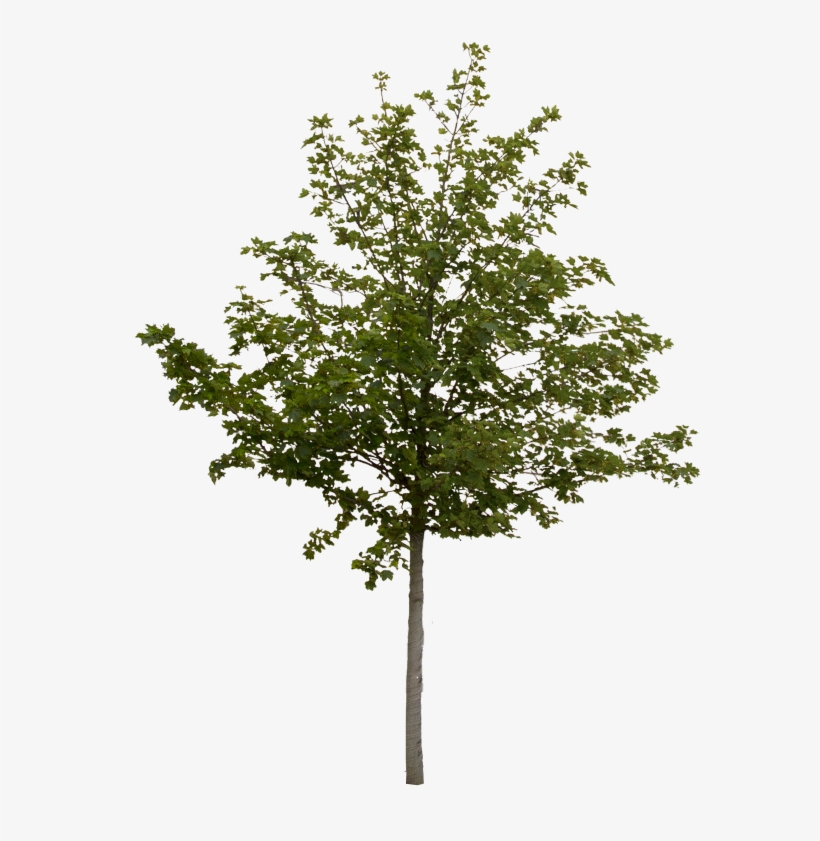 Photoshop Tree Cut Out Free PNG Image | Transparent PNG Free Download ...