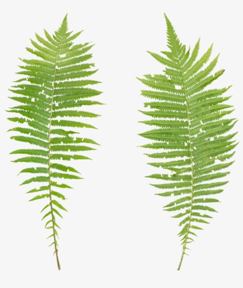 Fern Branch - Fern Texture Alpha PNG Image | Transparent PNG Free ...
