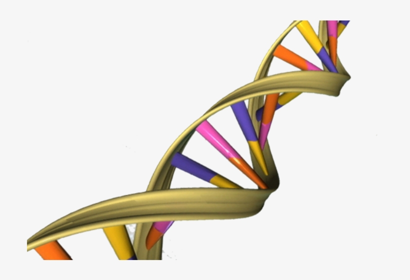 Aged Dna May Activate Genes Differently - Dna Double Helix No Labels ...