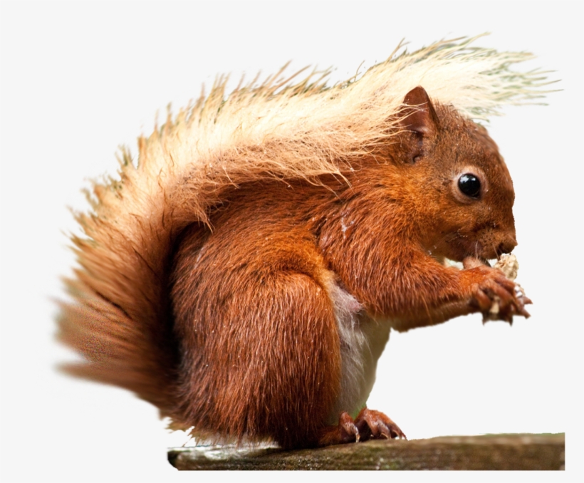 Squirrel PNG Images | PNG Cliparts Free Download on SeekPNG