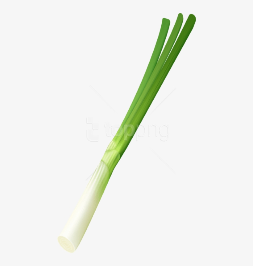 Free Png Download Spring Onion Png Images Background - Pipe PNG Image ...