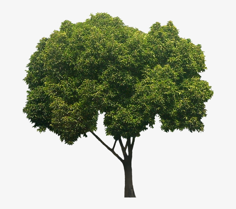 Young Tree, Height - Plants For Photoshop Rendering PNG Image ...