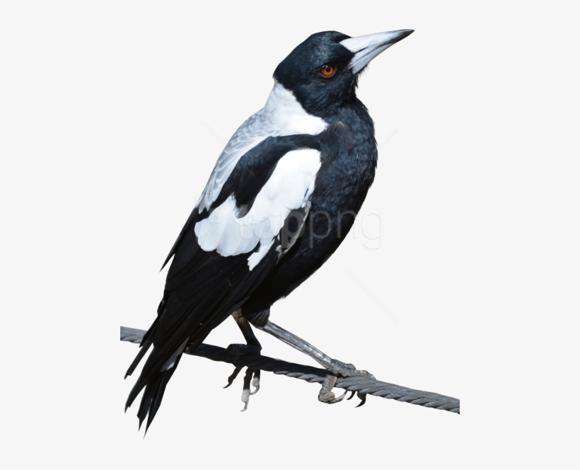 Free Png Download Magpie Bird Png Images Background - Magpie Png PNG ...
