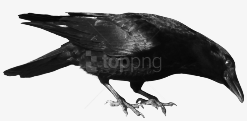 Free Png Images - Crow Transparent Background PNG Image | Transparent ...