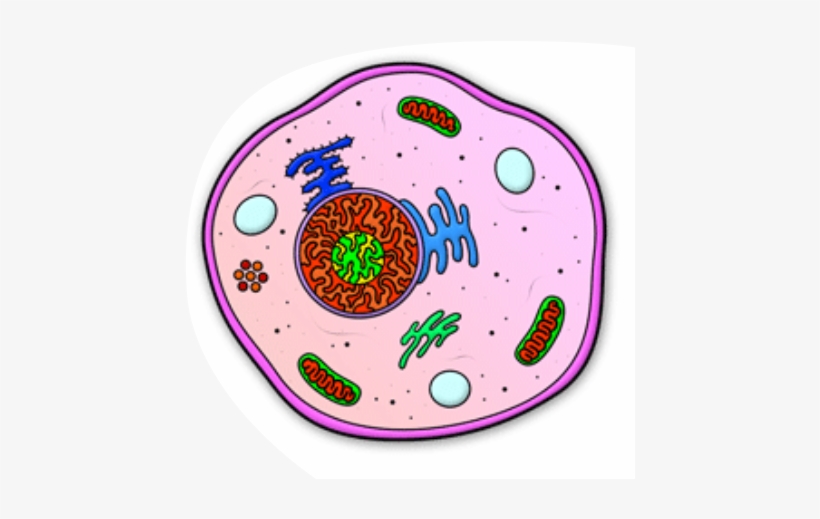 Download Collection Of Cell Transparent High Quality - Animal Cell ...