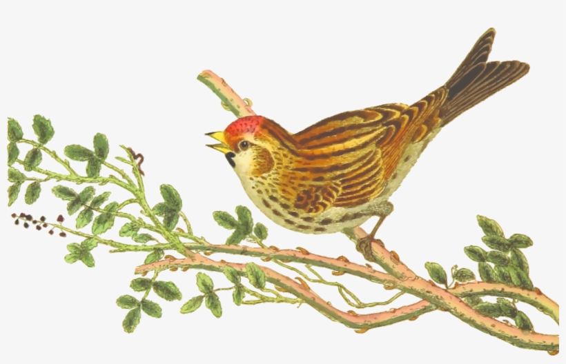 All Photo Png Clipart - Lark PNG Image | Transparent PNG Free Download ...
