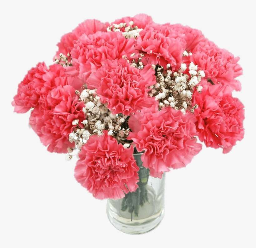 Flowers - Carnation Flower PNG Image | Transparent PNG Free Download on ...
