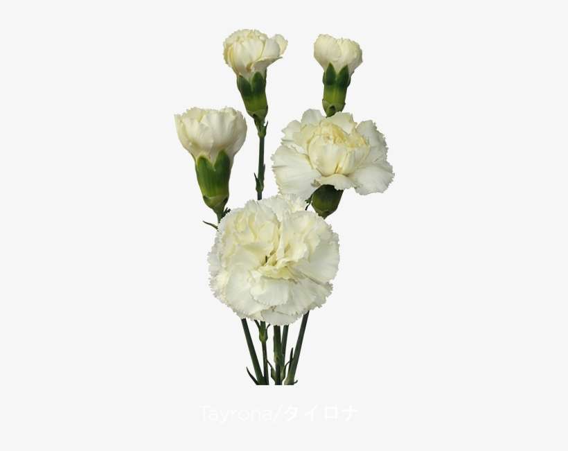 Colibri Flowers S - Flower PNG Image | Transparent PNG Free Download on ...