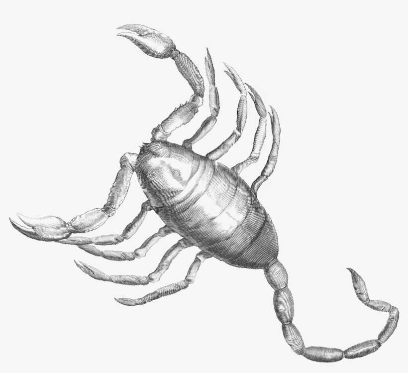 Scorpius - Scorpions By Walter Dean Myers Drawing PNG Image ...