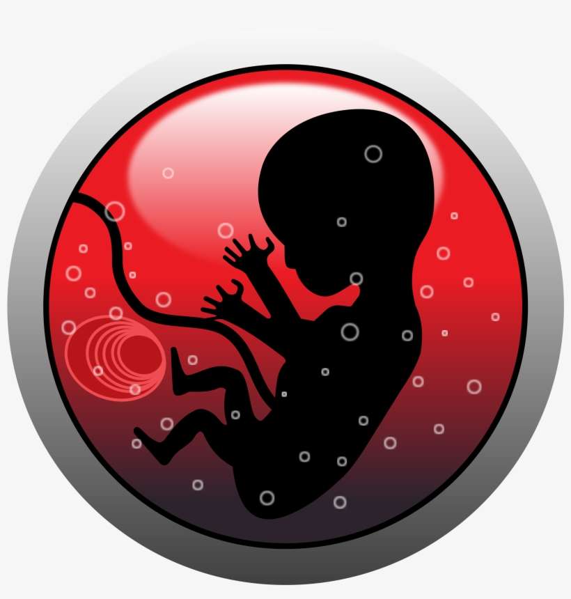 This Free Icons Png Design Of Human Embryo PNG Image | Transparent PNG ...