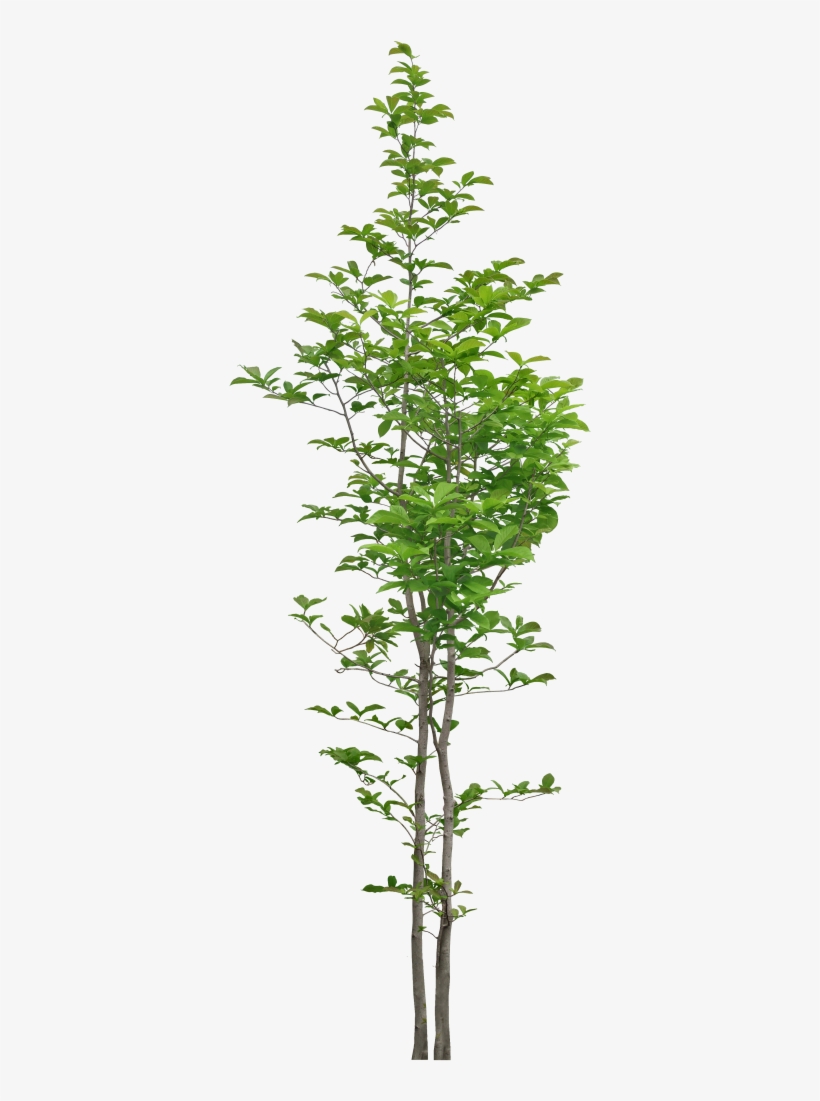 Download Tree Trees Luxuriant Free Png Hq - Skinny Looking Tree Png ...