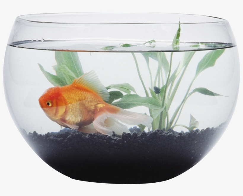 Download Aquarium Png, Download Png Image With Transparent Background ...
