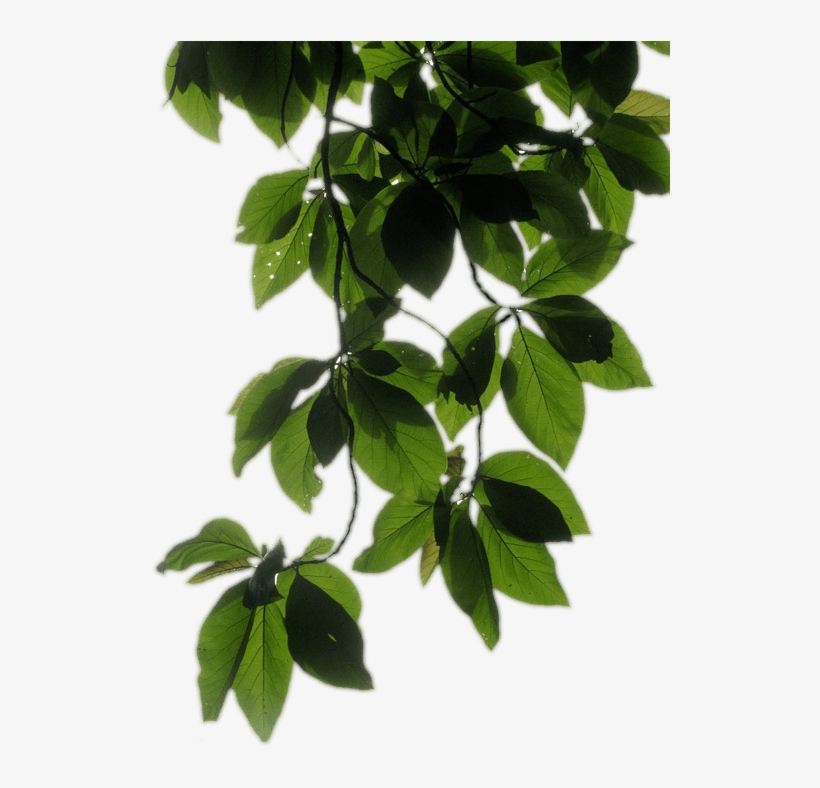 Download Transparent Background Vine Png | Transparent PNG Download ...
