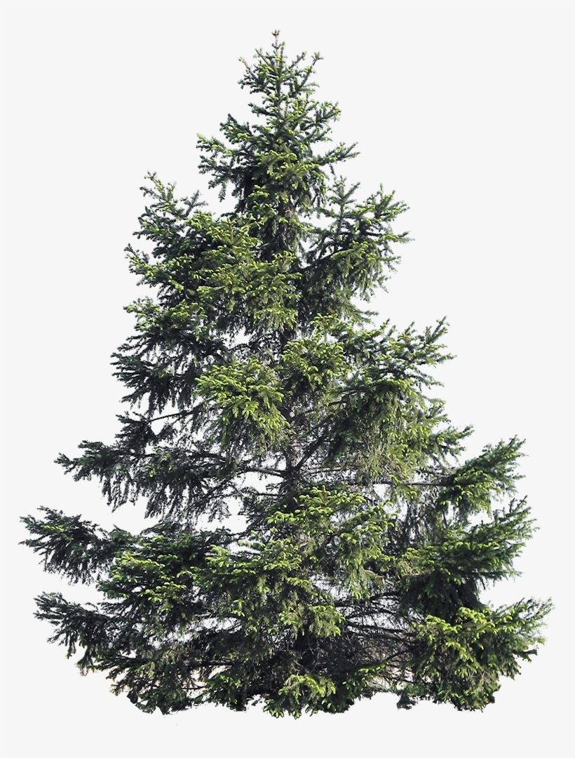 Cutout Fir Tree - Pine Tree Free Png PNG Image | Transparent PNG Free ...