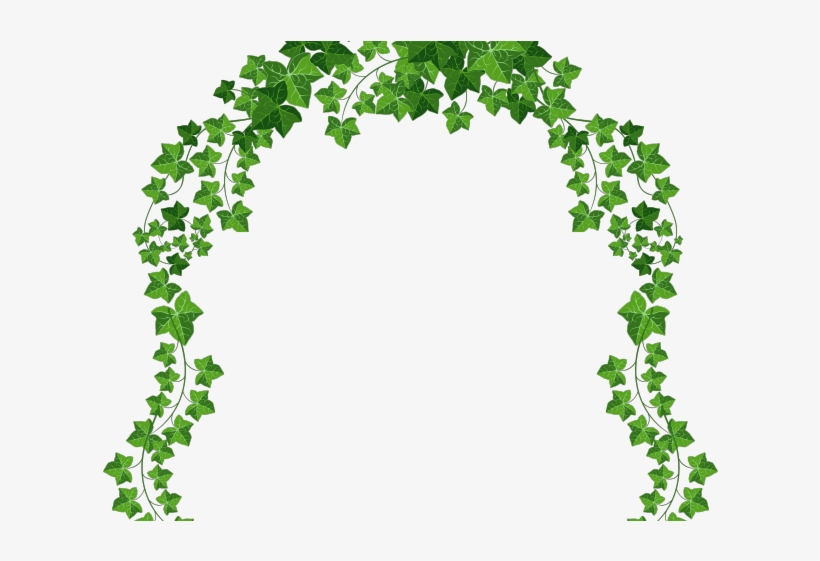 Ivy Clipart Greek Vine - Transparent Vines Clipart PNG Image ...