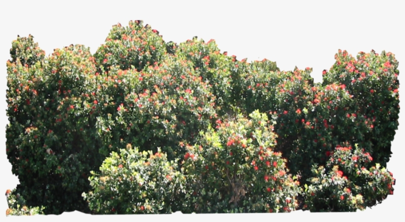 Shrubbery Png PNG Image | Transparent PNG Free Download on SeekPNG