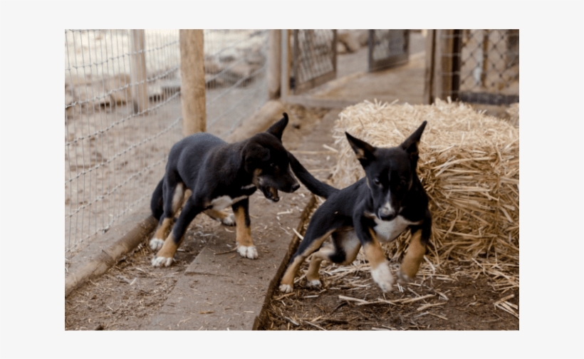 Donate To Petrescue - Companion Dog PNG Image | Transparent PNG Free ...