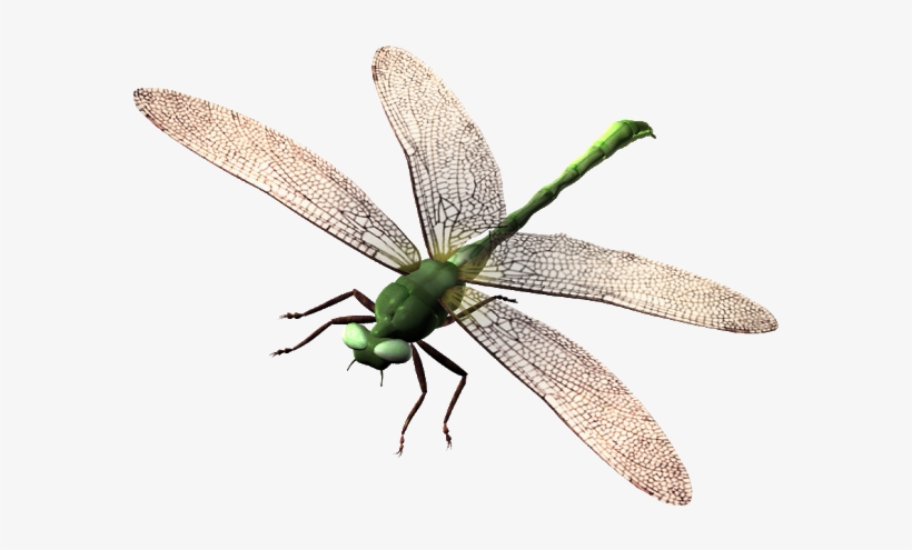 Gambar Emaze Berperanan Sebagai Utusan Sayap Format - Capung Png PNG ...