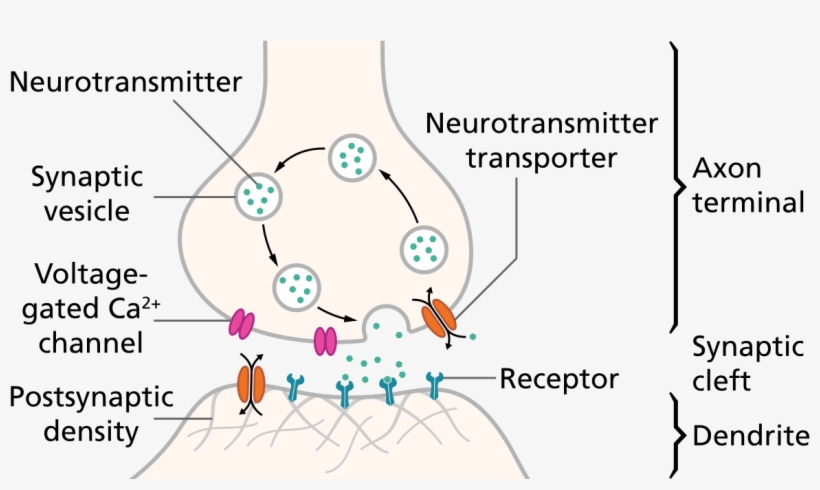Png Library Stock The Ultimate Guide To Neurotransmitters - Synapse ...