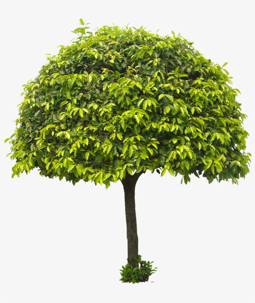 Download Discover Ideas About Tree Cut Out - Tree Png For Architect ...