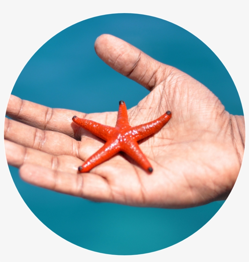 Starfish PNG Image | Transparent PNG Free Download on SeekPNG