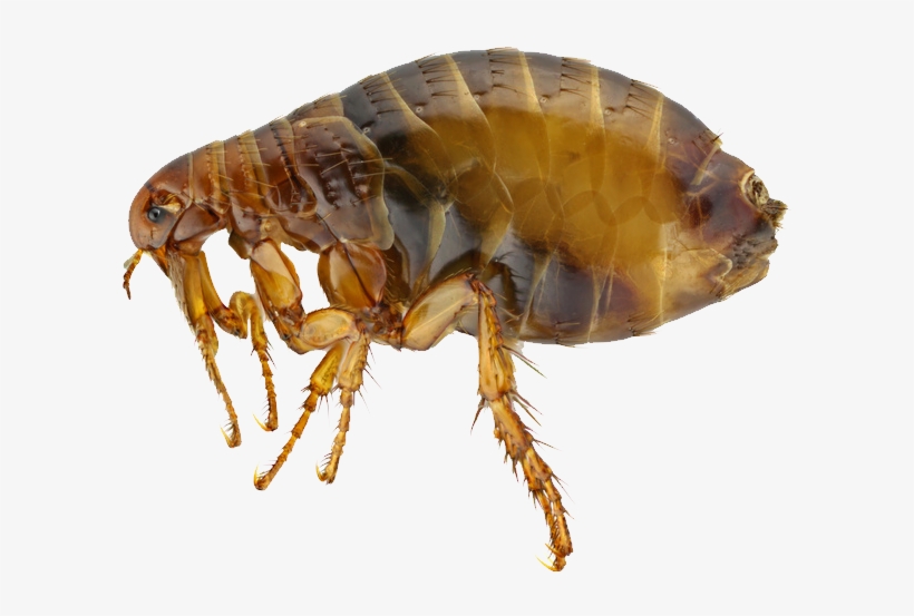 Flea Legs PNG Image | Transparent PNG Free Download on SeekPNG