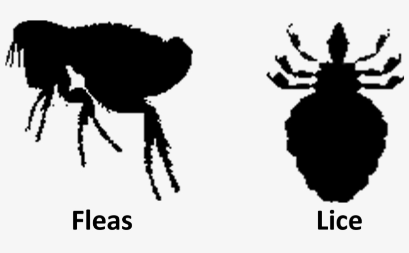Fleas Lice - Fleas And Lice PNG Image | Transparent PNG Free Download ...