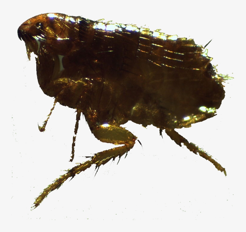 Flea Png Image - Flea PNG Image | Transparent PNG Free Download on SeekPNG