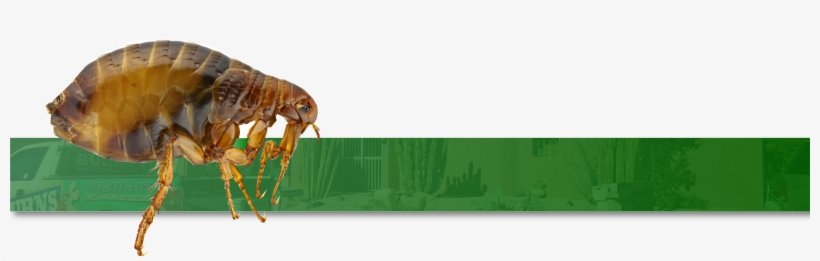 Fleas Are Notoriously Hardy And Move Easily From Host - Fleas By ...