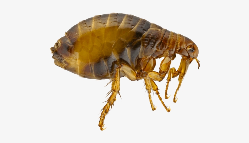 Flea - Rat Flea PNG Image | Transparent PNG Free Download on SeekPNG